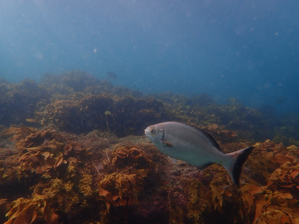 Silver Drummer from Auckland, New Zealand on January 10, 2025 at 07:50 ...