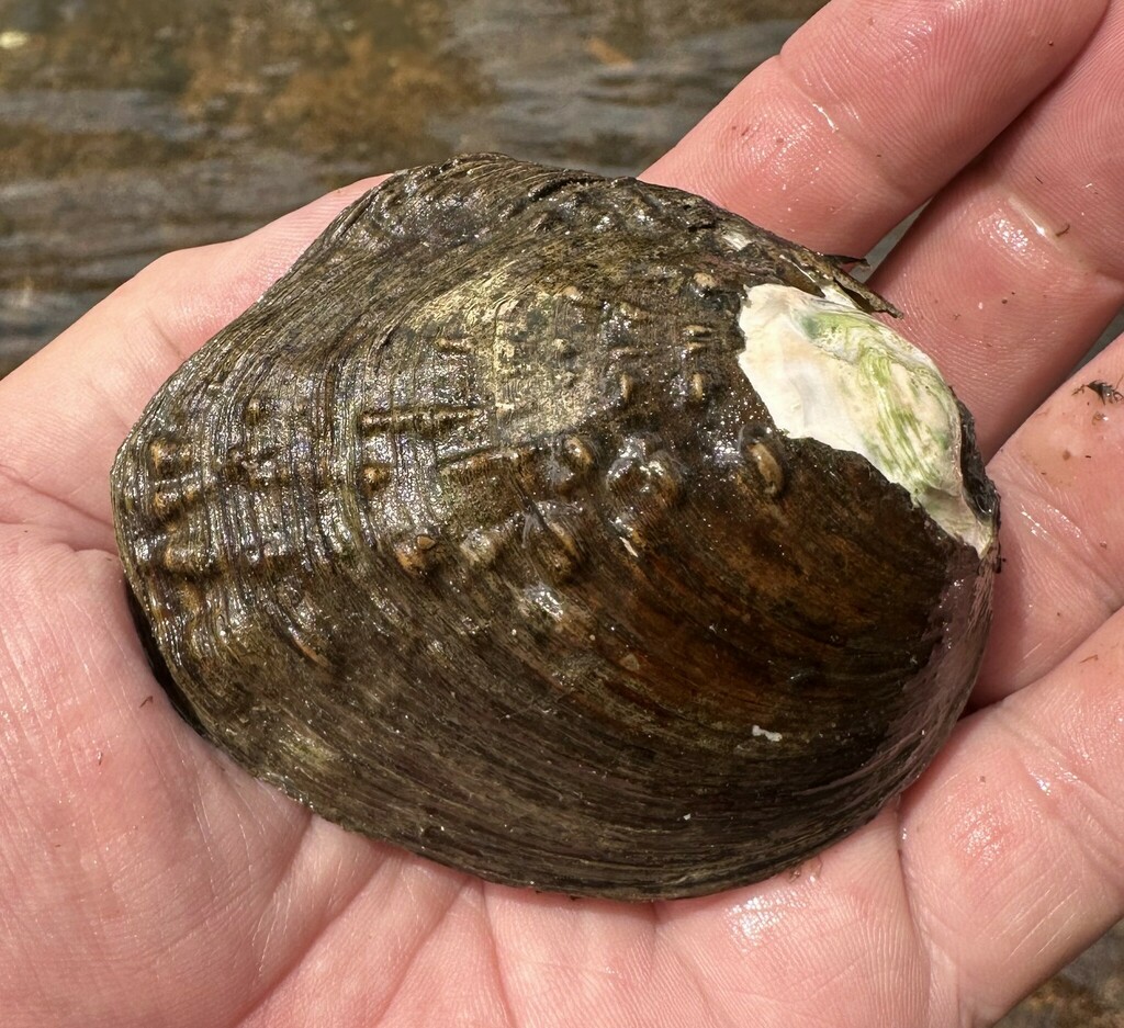 Purple Wartyback from Flint River, near Owens Cross Roads, Madison Co ...