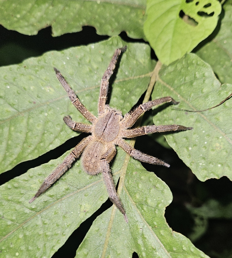 Brazilian Wandering Spider from Tunapuna/Piarco Regional Corporation ...