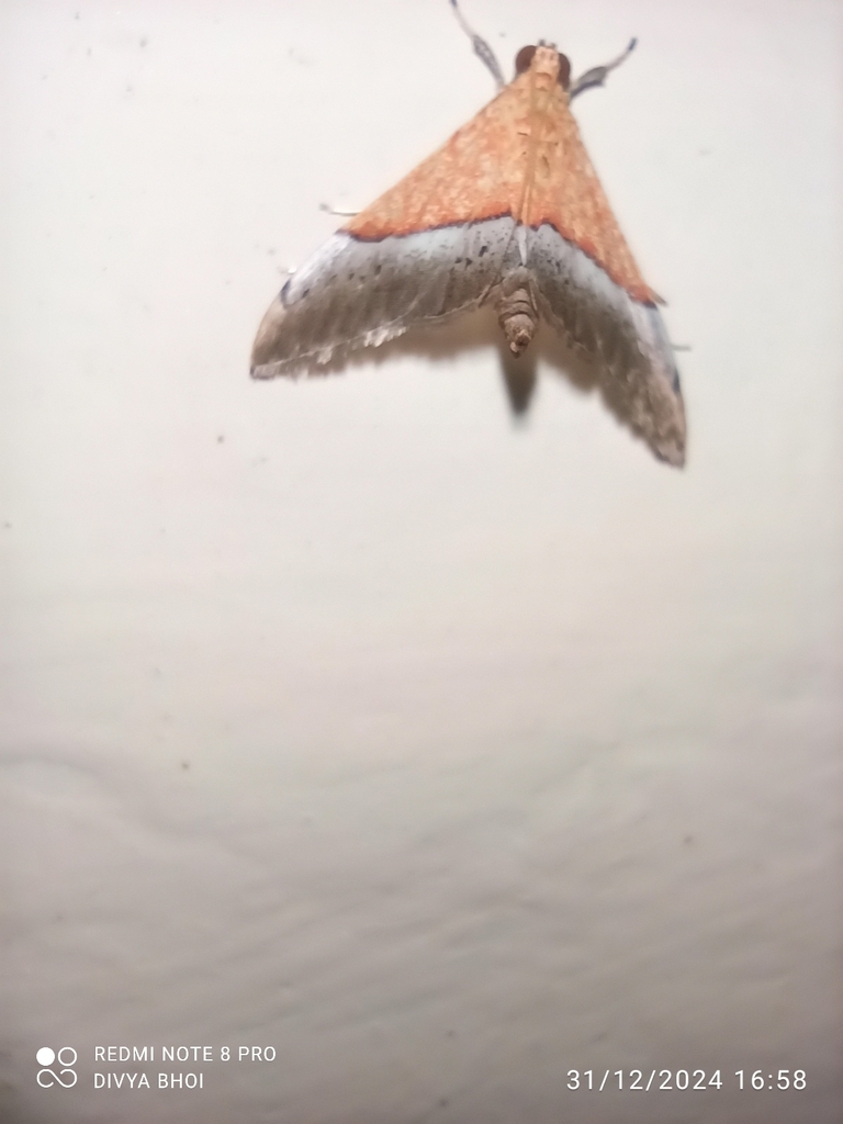 Agrotera scissalis from Bakrol, Gujarat 388315, India on December 31 ...