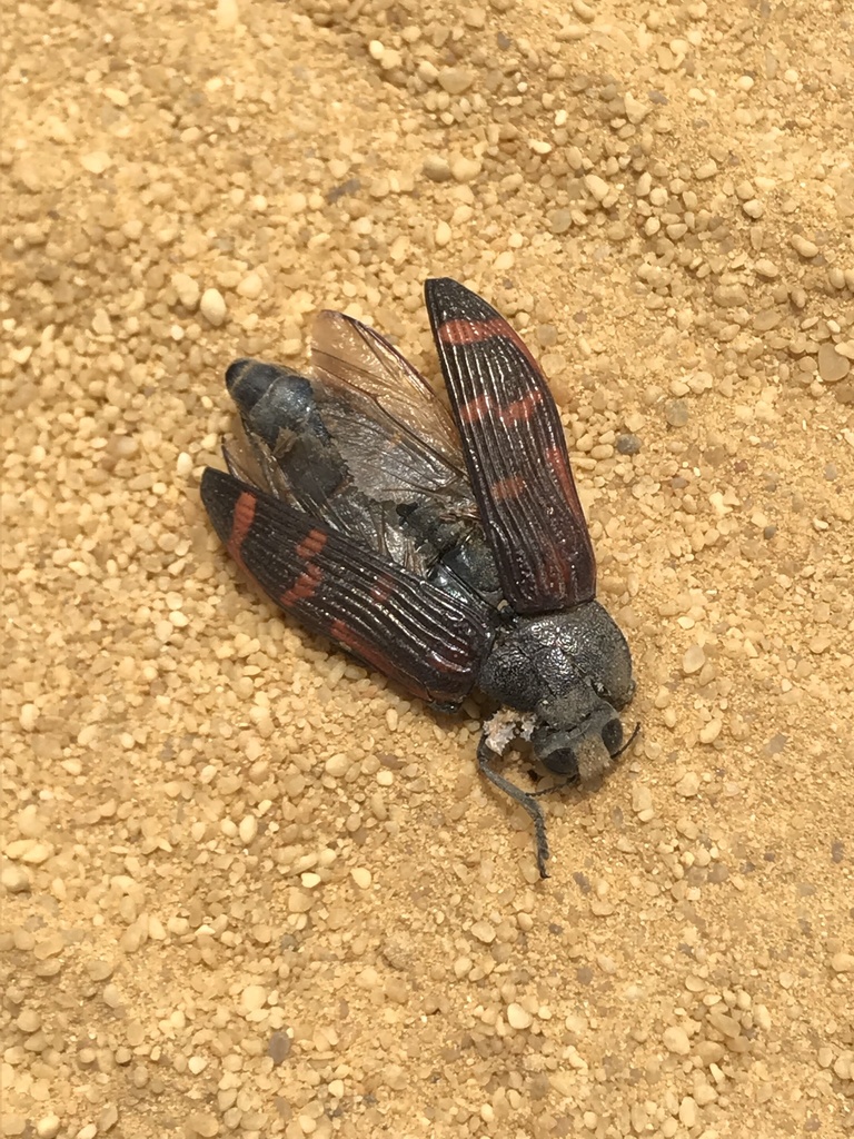 Temognatha reichei from Nambung National Park, Nambung, WA, AU on ...