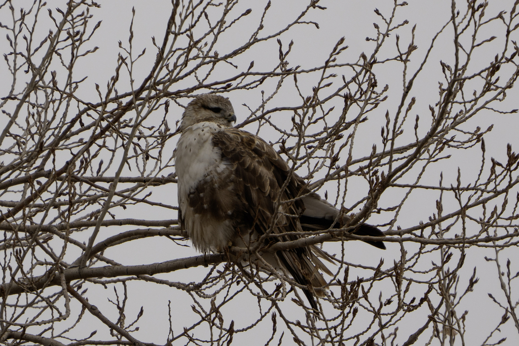 Upland Buzzard from 中国甘肃省武威市凉州区 on January 10, 2025 at 11:48 AM by ...