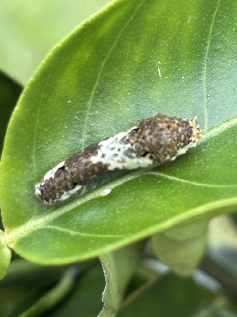 Chinese Yellow Swallowtail from Hawaiʻi, Captain Cook, HI, US on ...