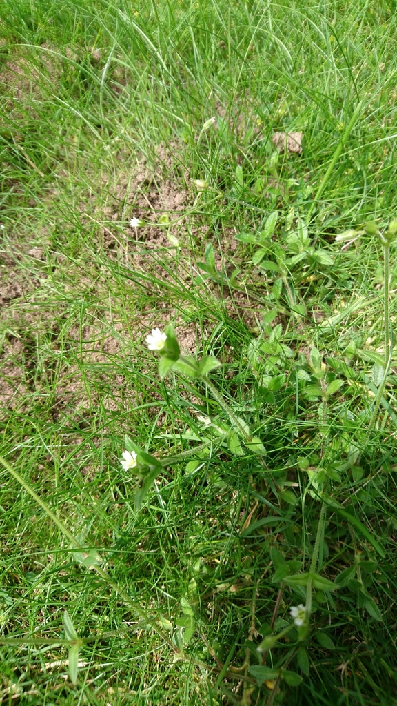 big chickweed from 32 Warren House Walk Sutton Coldfield B76 1TS on ...