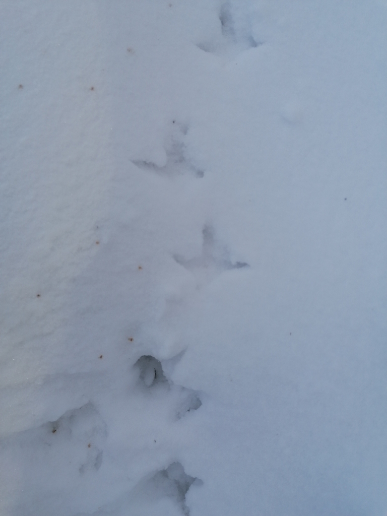 Hazel Grouse from Челябинская обл., Россия, 456142 on January 10, 2025 ...