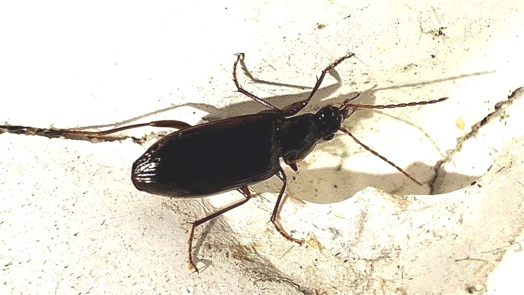 Platynini from St Lucia QLD 4067, Australia on January 10, 2025 at 08: ...