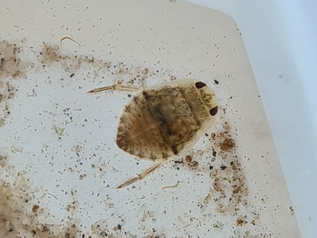 Creeping Water Bugs from West Coast District Municipality, South Africa ...