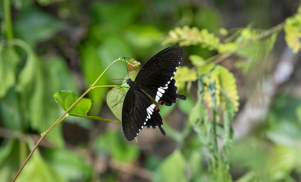 Common Mormon Swallowtail from Kaeng Krachan National Park, Tambon ...