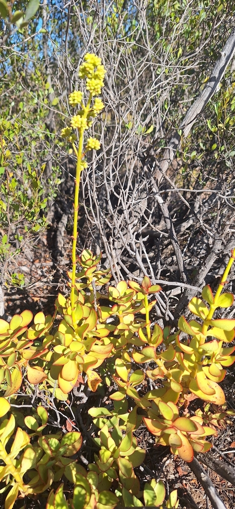 Karky Stonecrop from Kannaland Local Municipality, South Africa on ...
