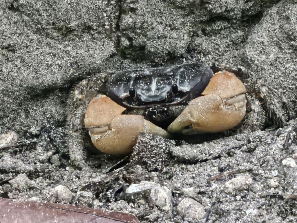 Pacific Land Crab from Palau on January 10, 2025 at 01:37 PM by ...