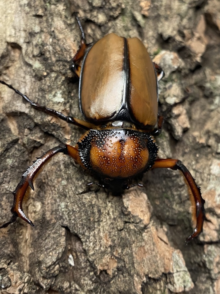 Propomacrus davidi in September 2024 by njeewrsey1 · iNaturalist