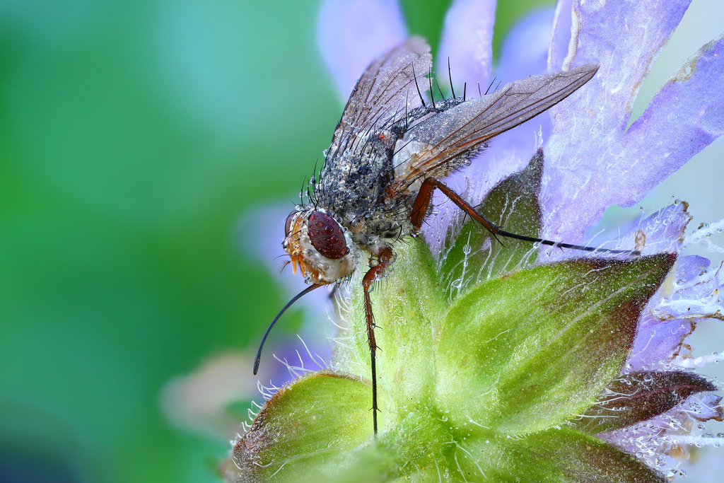 Prosena siberita from Гродно, Гродненская область, Беларусь on August ...