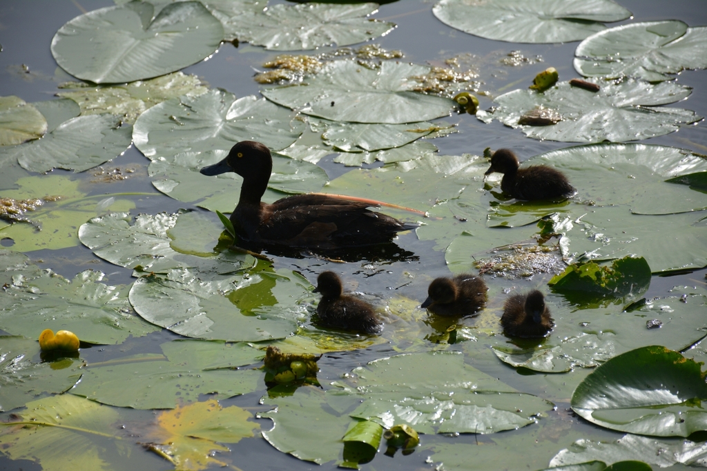 Tufted Duck from St. Petersburg, Petergof on June 30, 2024 at 05:30 PM ...
