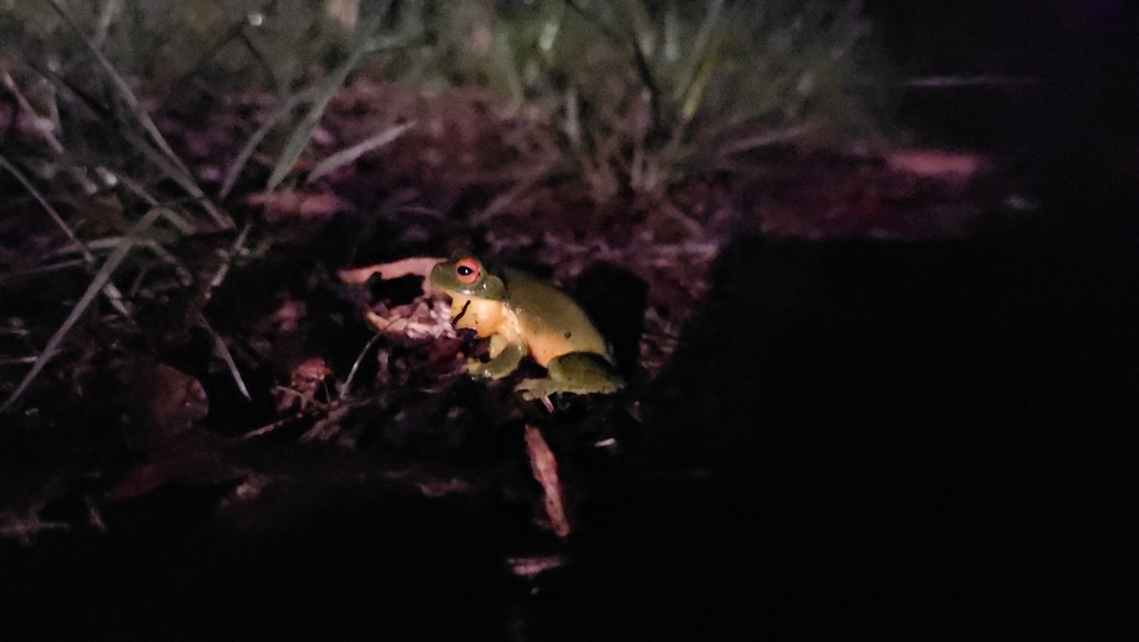 Orange-eyed Tree Frog from Mount Mee QLD 4521, Australia on January 10 ...