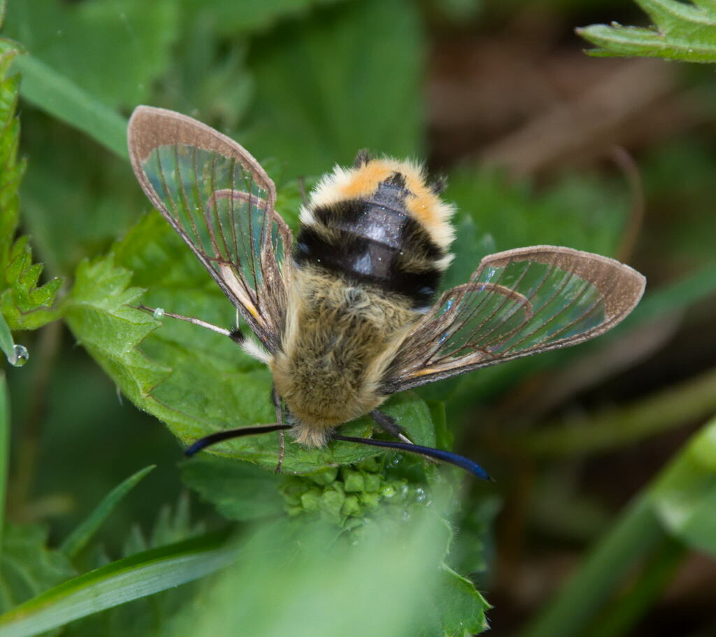 Narrow-bordered Bee Hawkmoth from Autonomous Province of Trento, Italy ...