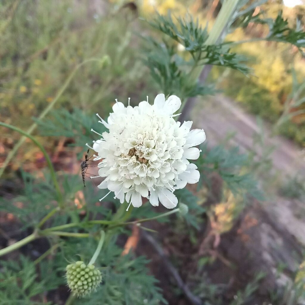 Cream Scabious from Солнечный, Респ. Бурятия, Россия, 671056 on July 15 ...