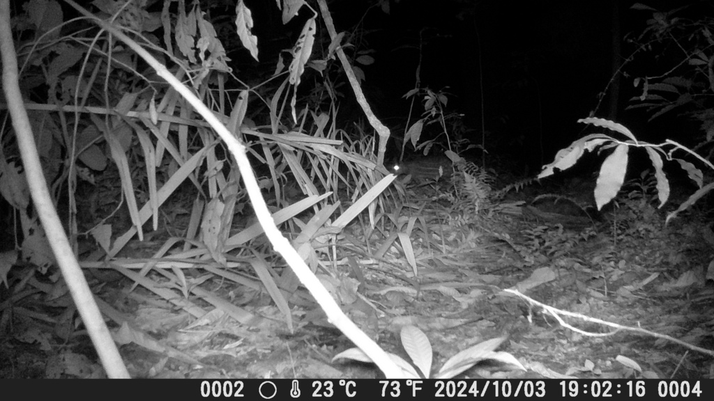 Spotted Paca from Arraiján, Panamá on October 3, 2024 at 07:02 PM by ...