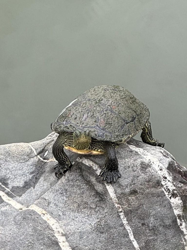 Common thread turtle from National Taiwan University, Daan District ...