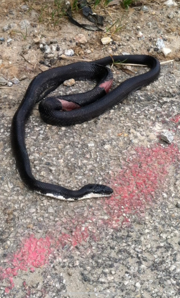 Eastern/Gray Ratsnake Complex from Gunston Cove Rd, Lorton, VA, US on ...