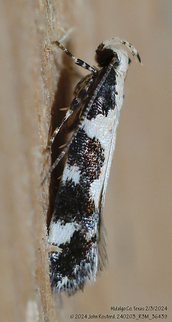 Teaweed Moth from Mission, TX, USA on February 3, 2024 at 02:01 PM by ...