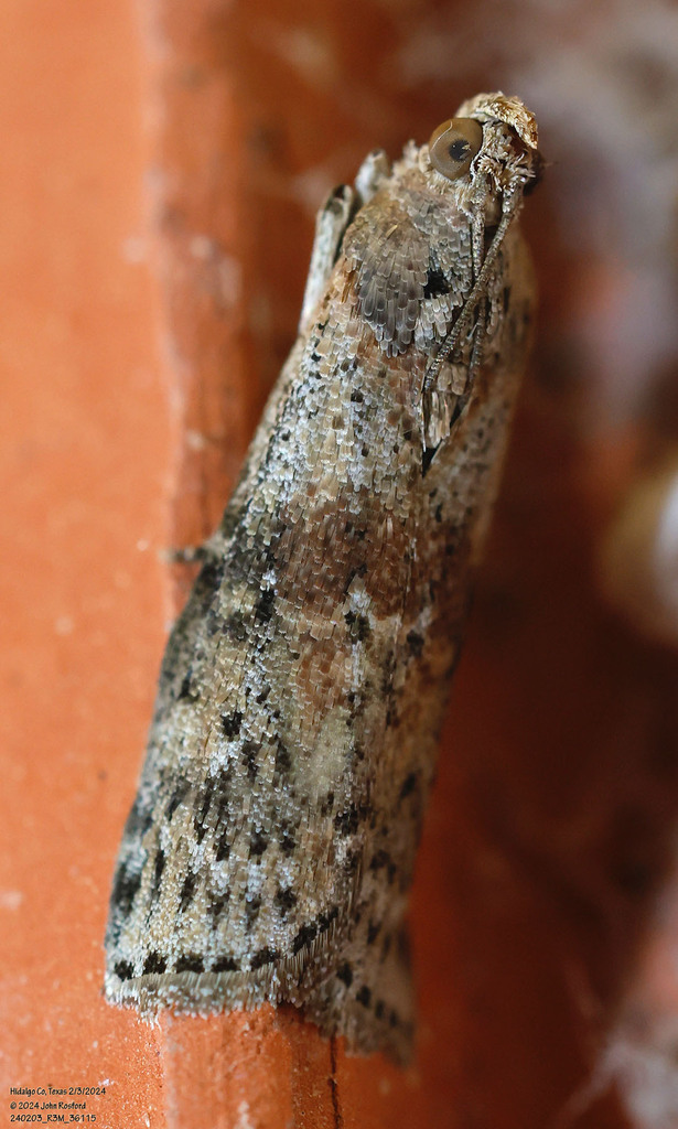 Hackberry Leafroller Moth from Mission, TX, USA on February 3, 2024 at ...