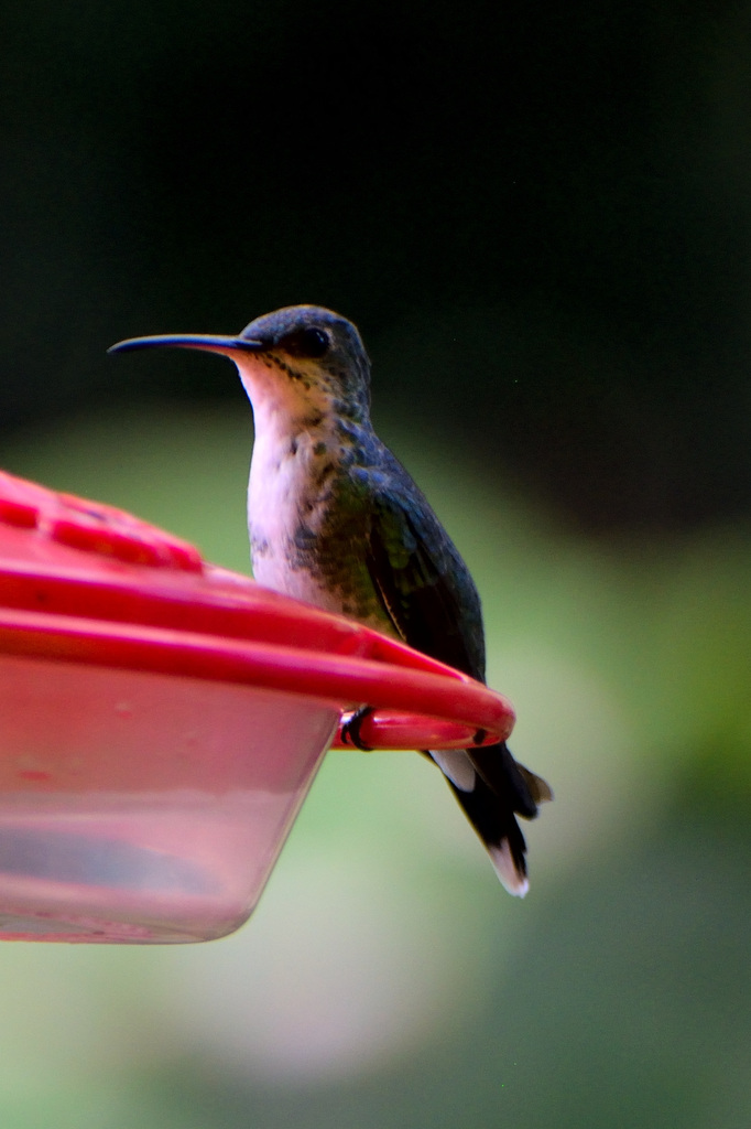 Sapphire-throated Hummingbird from Torti, Panamá Province, Panama on ...