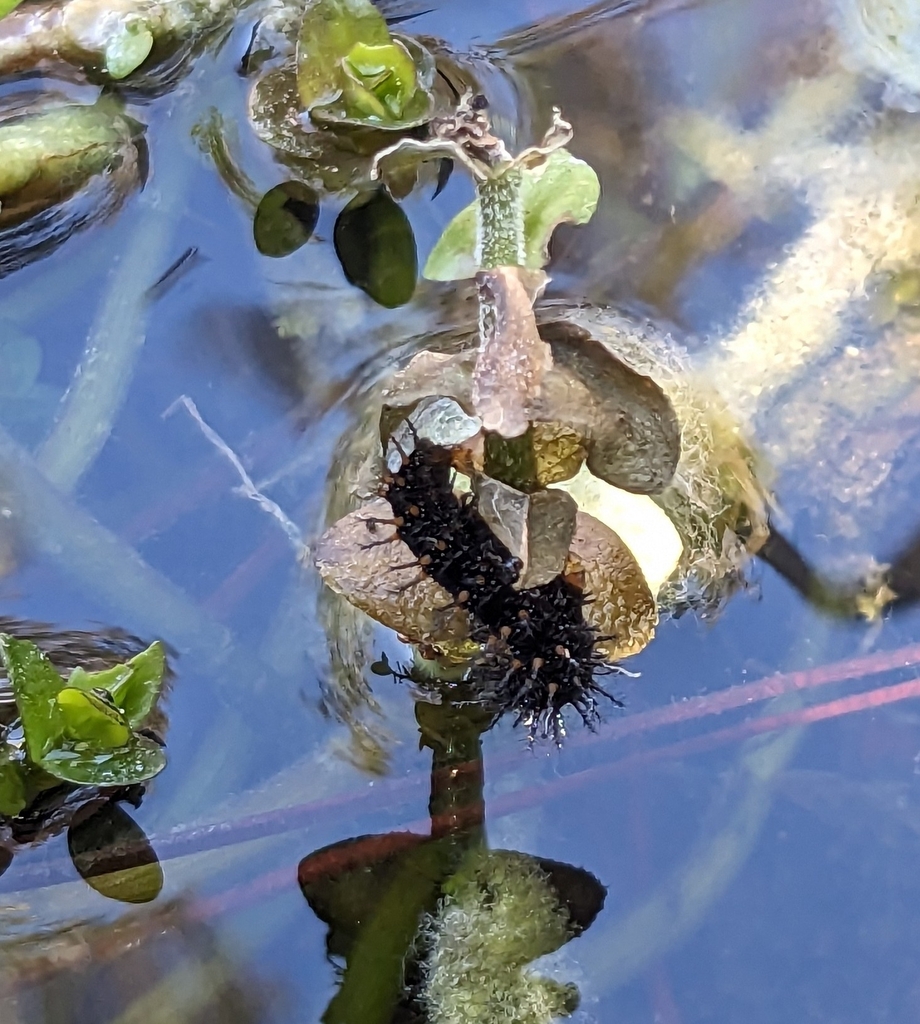 White Peacock from Naples, FL 34120, USA on January 8, 2025 at 09:23 AM ...