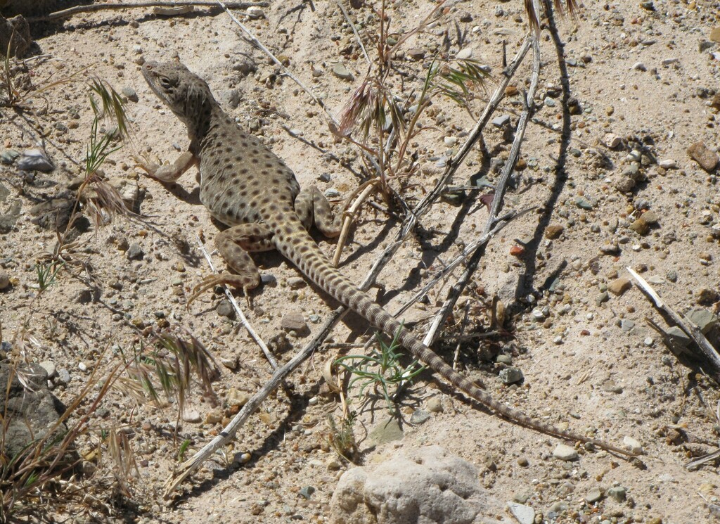 Long-nosed Leopard Lizard in May 2020 by pjrohman. Found on the steeply ...