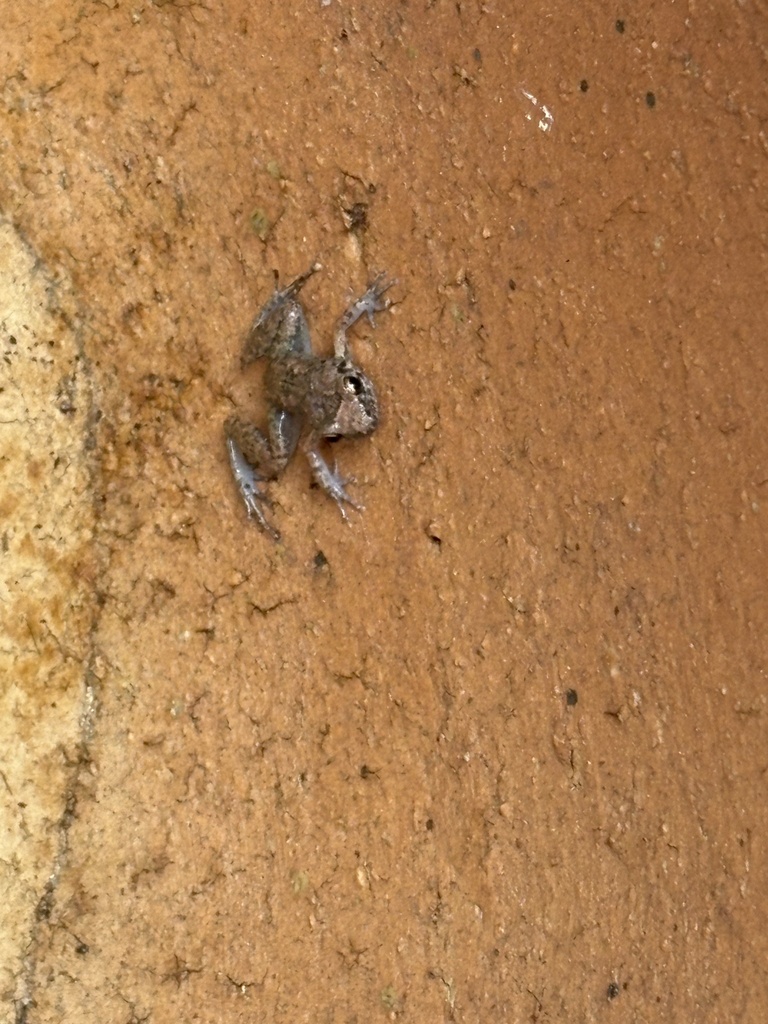 Greenhouse Frog from Boathouse Cir, Sarasota, FL, US on January 10 ...