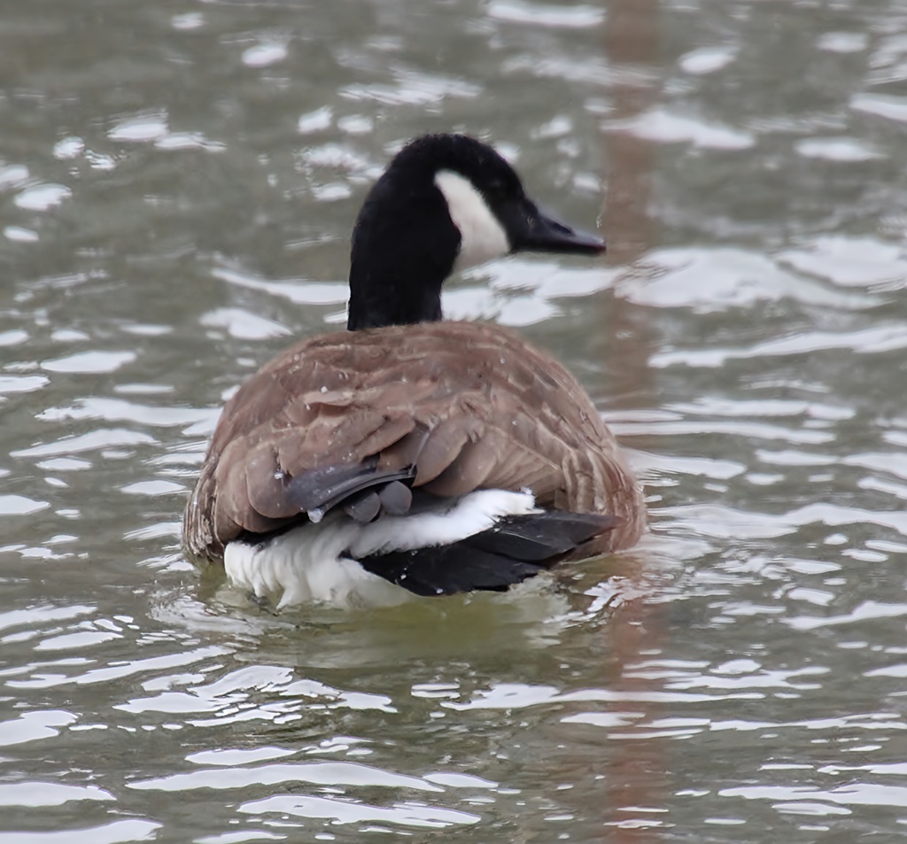 Canada Goose from Fayette County, WV, USA on January 10, 2025 at 12:25 ...