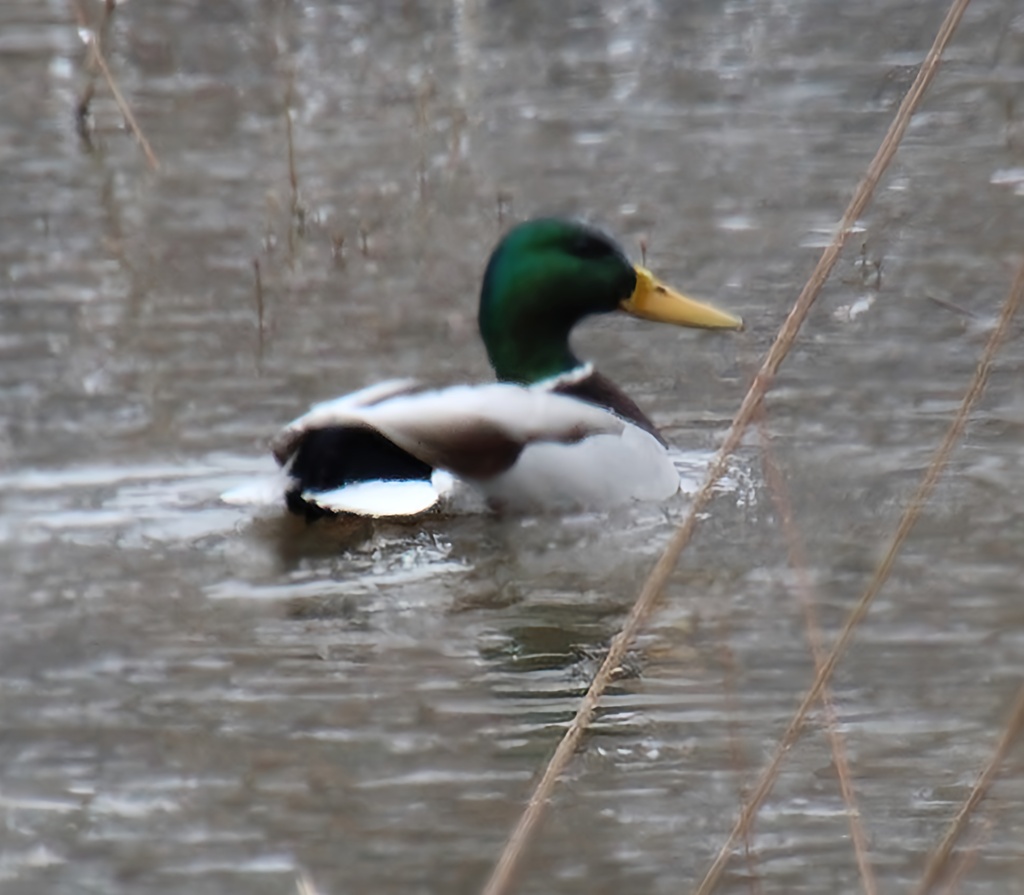 Mallard from Fayette County, WV, USA on January 10, 2025 at 12:27 PM by ...