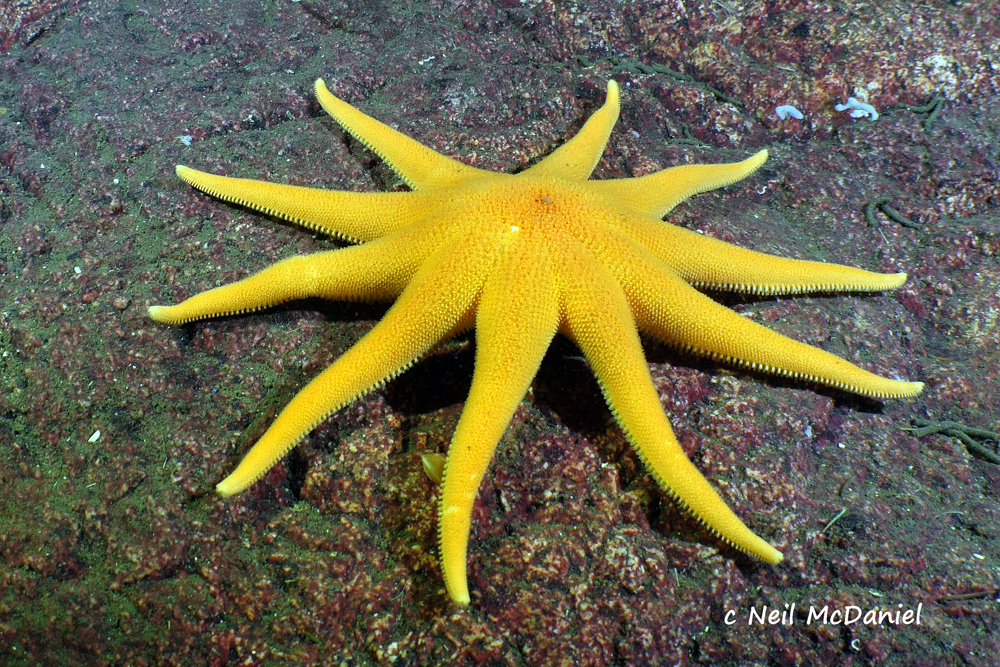 Smooth Sun Stars from Sechelt Inlet, BC, Canada on January 14, 2022 by ...