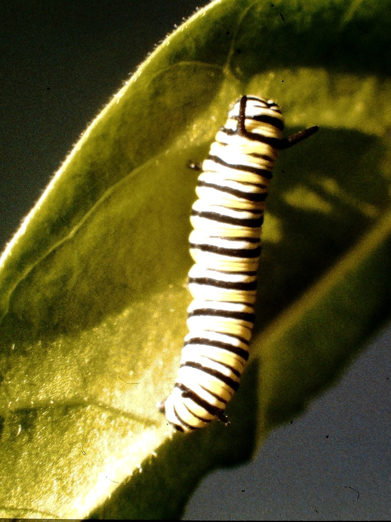 Monarch from 38400 Puerto de la Cruz, Santa Cruz de Tenerife, Spain on ...
