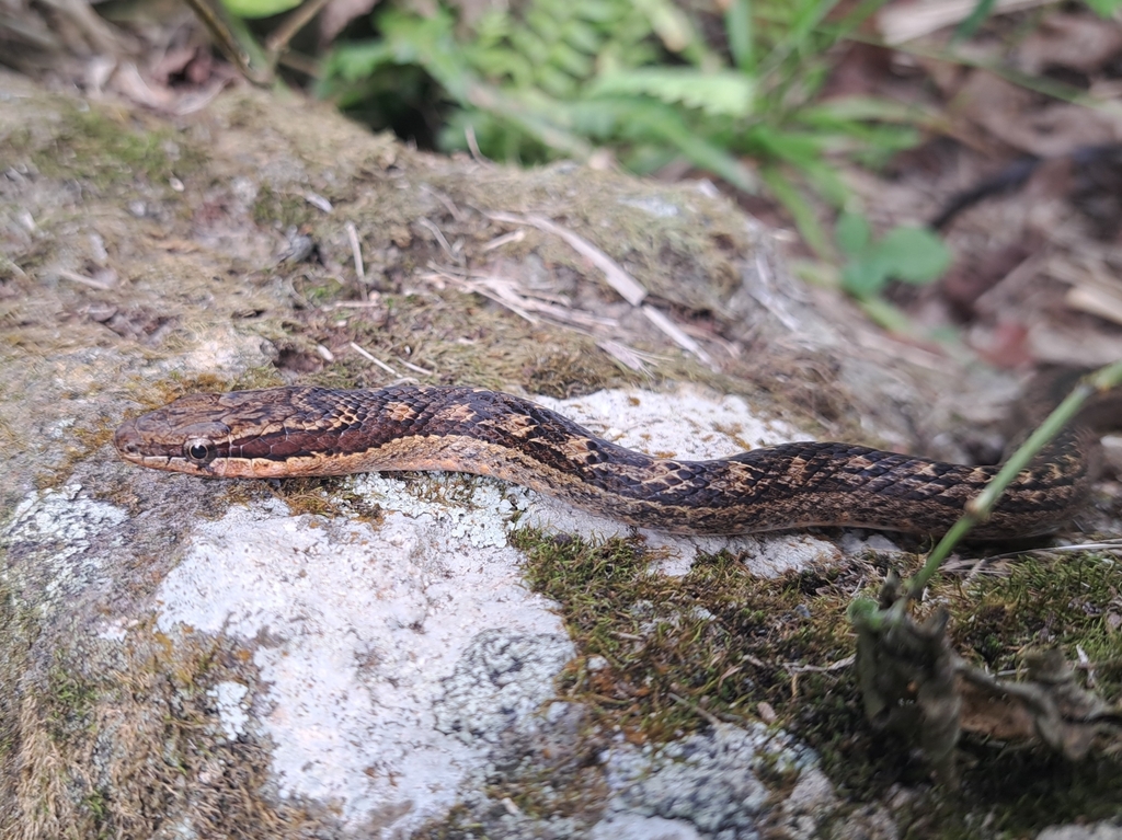 Red-bellied Racer in January 2025 by mdoliveira · iNaturalist