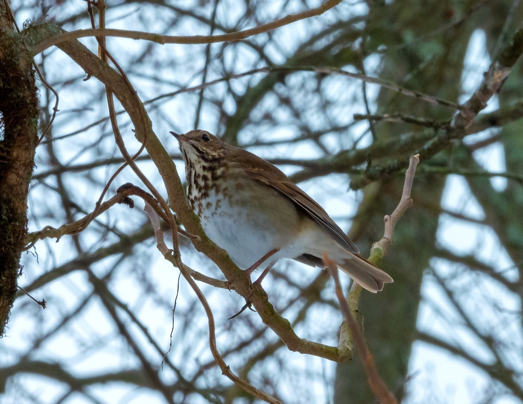 Hermit Thrush from Groveport, OH 43125, USA on January 8, 2025 by John ...