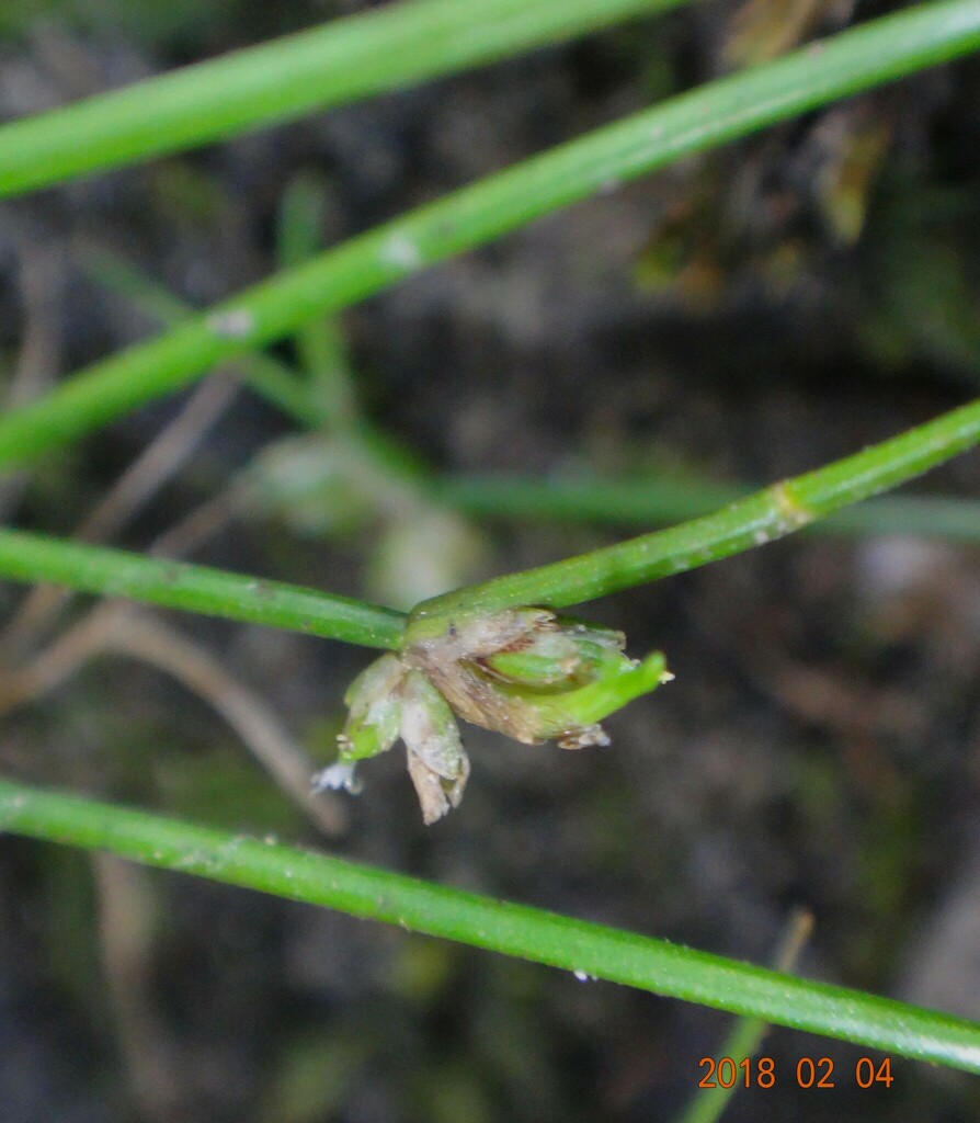 Swamp Club-rush from Lorne VIC 3232, Australia on February 4, 2018 at ...