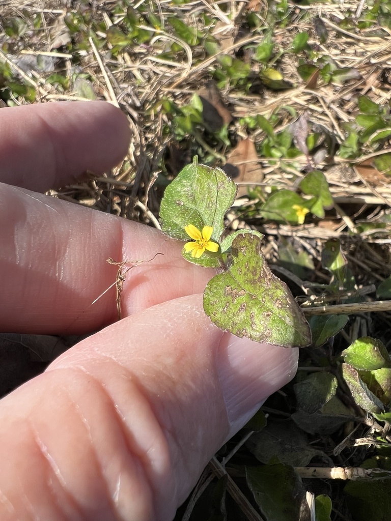 straggler daisy from Fort Pierce, FL, US on January 10, 2025 at 12:36 ...