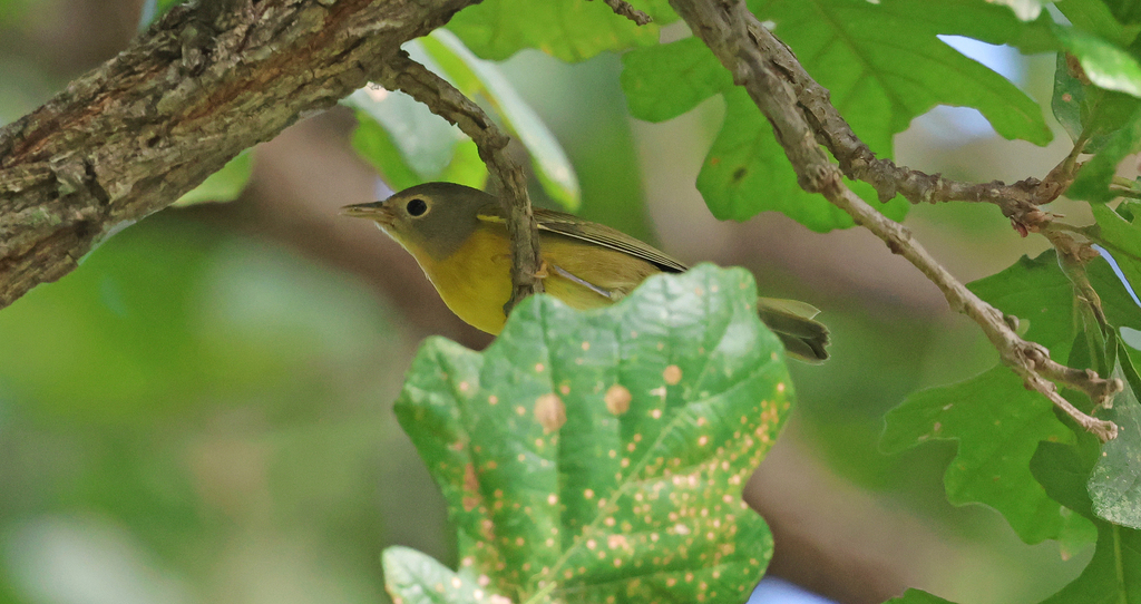 Nashville Warbler in September 2024 by Ron Goetz · iNaturalist