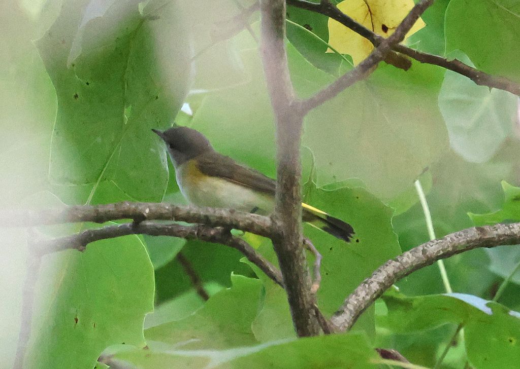 American Redstart in September 2024 by Ron Goetz · iNaturalist