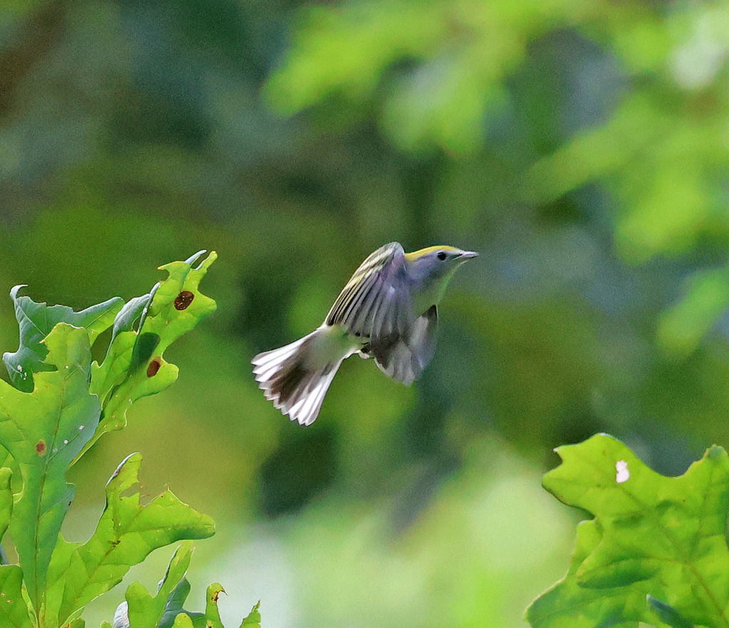 Chestnut-sided Warbler in September 2024 by Ron Goetz · iNaturalist