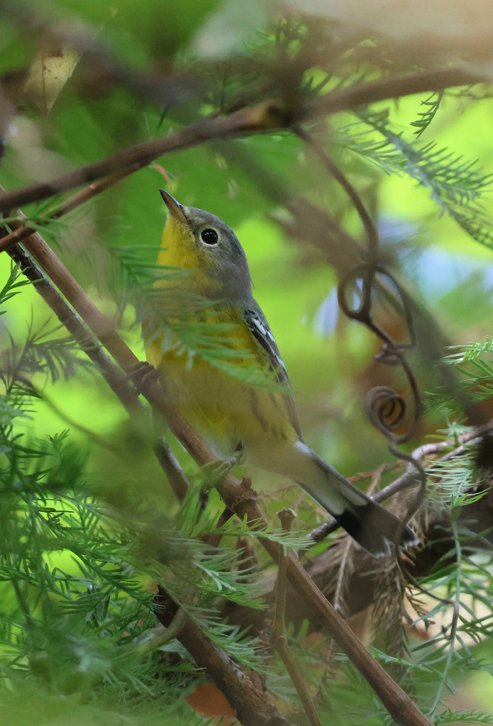 Magnolia Warbler in September 2024 by Ron Goetz · iNaturalist