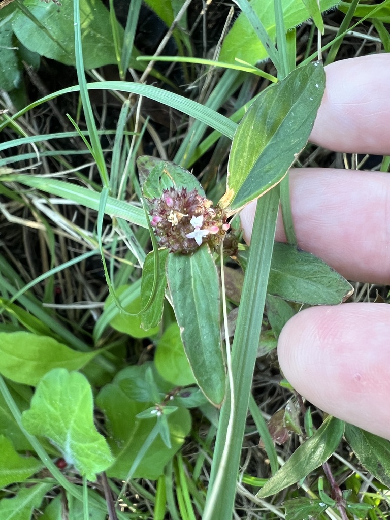 Woodland false buttonweed from Fort Pierce, FL, US on January 10, 2025 ...