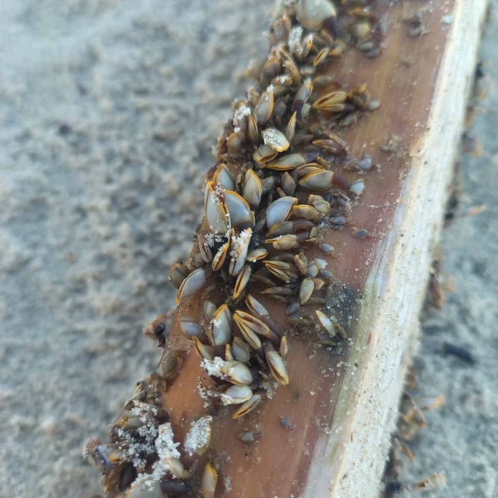 Pelagic Gooseneck Barnacle from Matinhos, PR, 83260-000, Brasil on ...