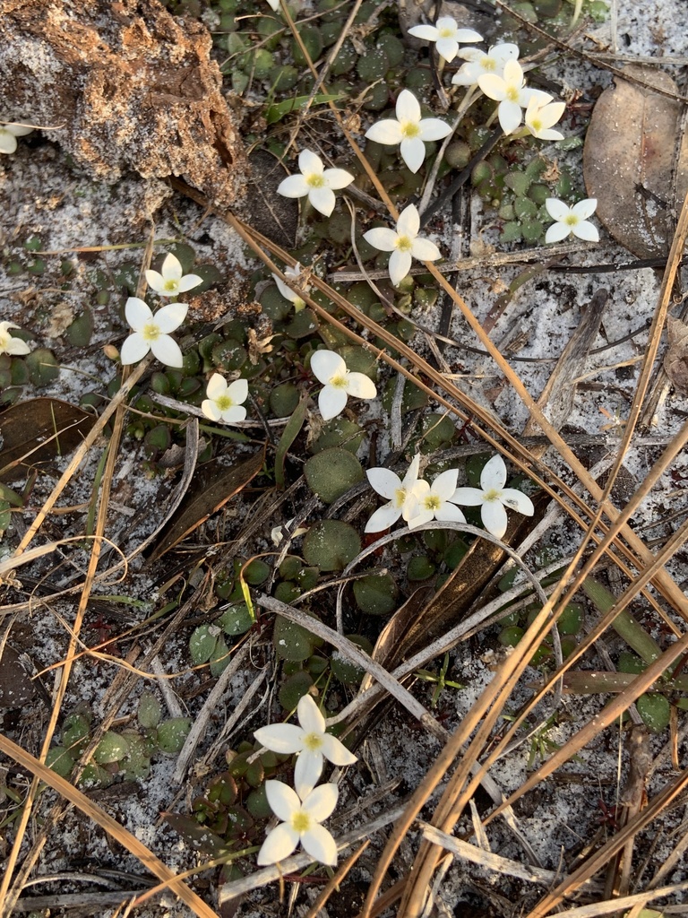 roundleaf bluet from Forest Island Dr, Orlando, FL, US on January 10 ...