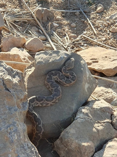 Moorish Viper (Daboia mauritanica) - Snakes and Lizards