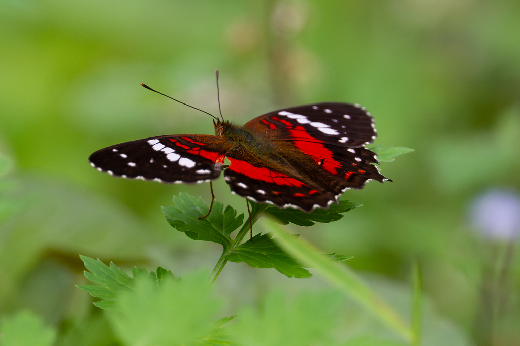 Red Peacock from Doña Dora, Valle del Cauca, Colombia on November 14 ...