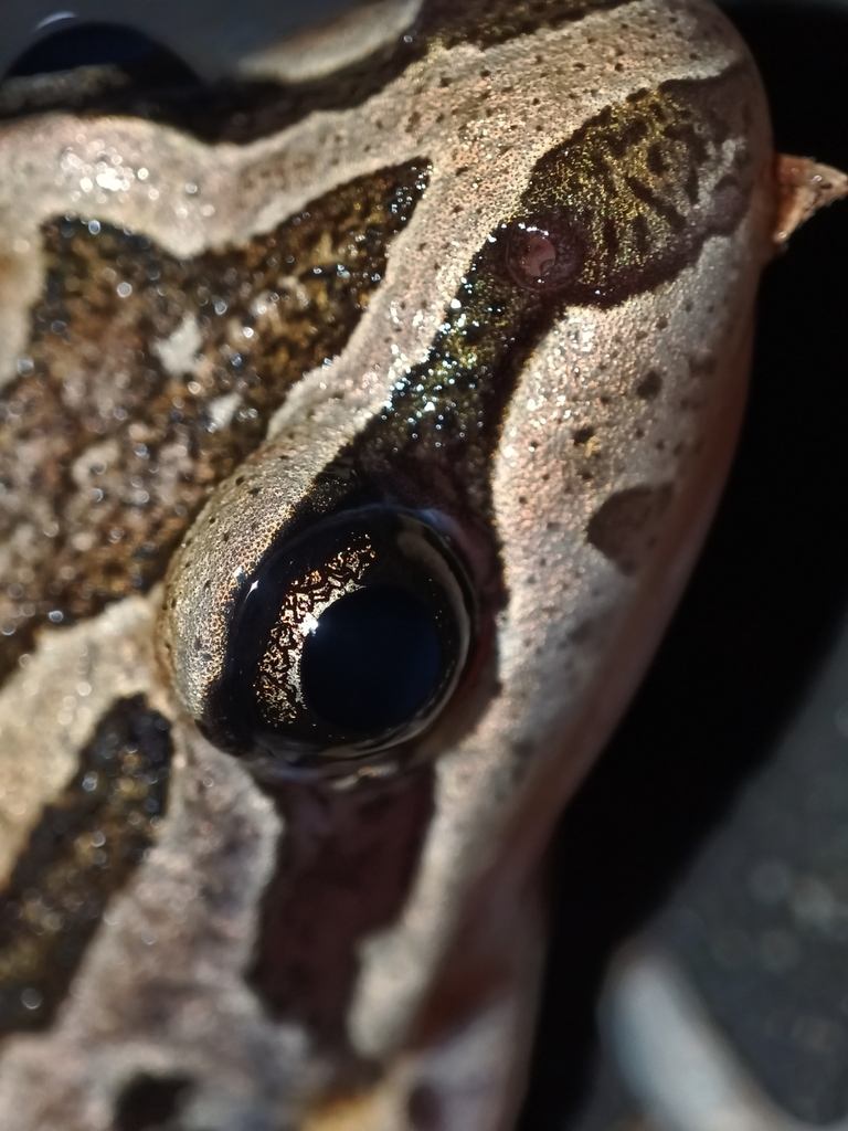 Striped Marsh Frog from Clovelly NSW 2031, Australia on January 9, 2025 ...