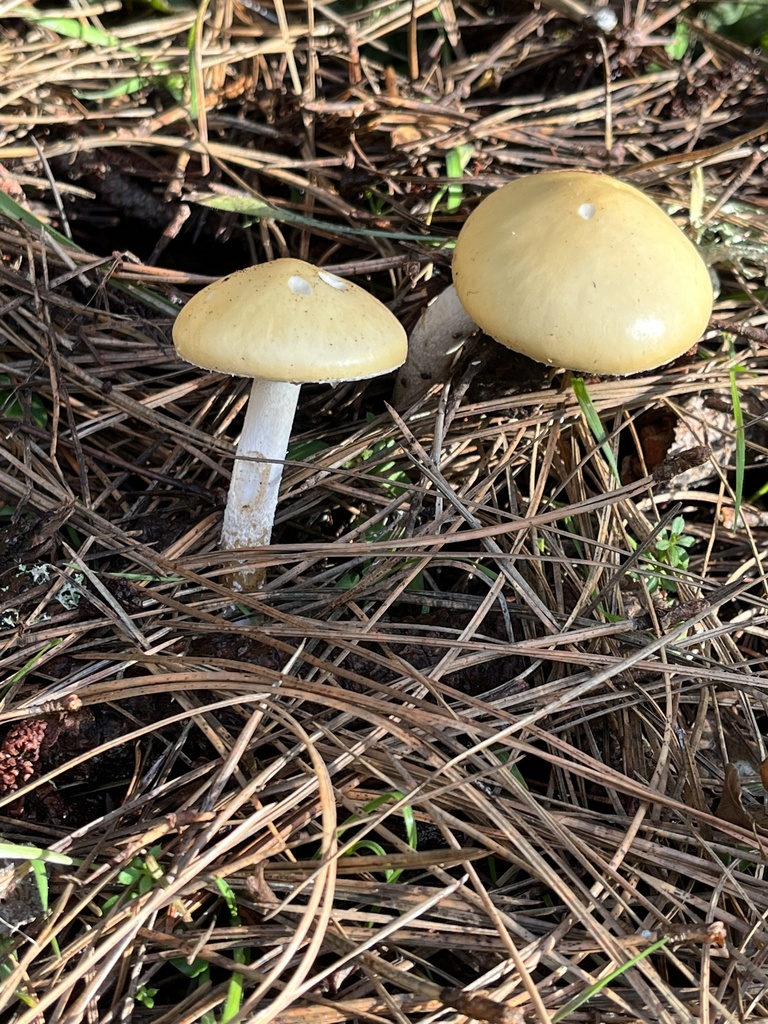 Questionable Stropharia from Howard M. Terpenning Recreation Complex ...