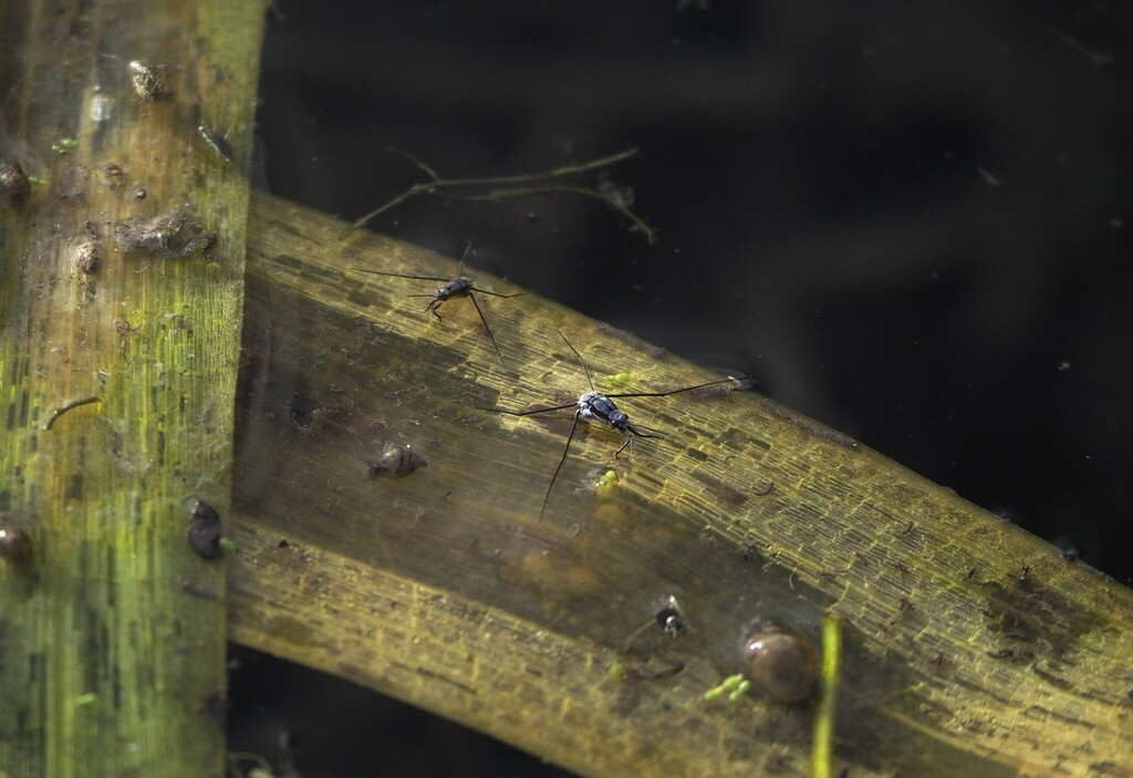 Neogerris hesione from San Marcos, TX, USA on January 10, 2025 at 02:04 ...