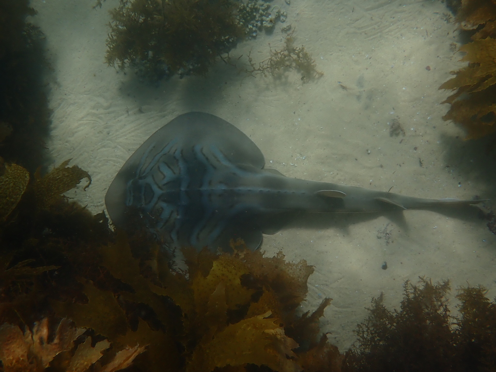 Banjo Ray from Bega Valley, AU-NS, AU on January 4, 2025 at 03:03 PM by ...